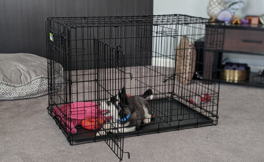 In Theory and Practice: The Solutions to 5 Problems That Dog Owners ...