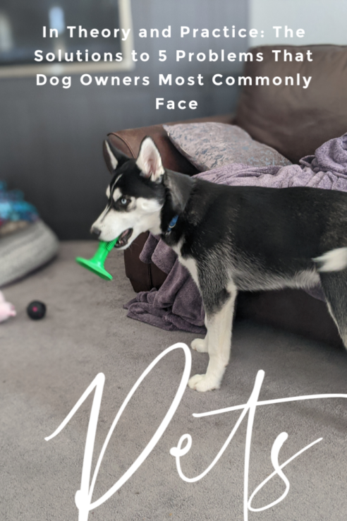 In Theory and Practice: The Solutions to 5 Problems That Dog Owners ...