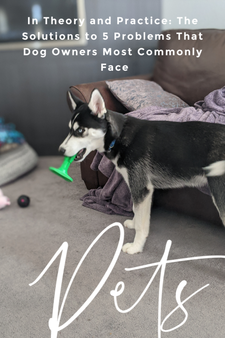 In Theory and Practice: The Solutions to 5 Problems That Dog Owners ...