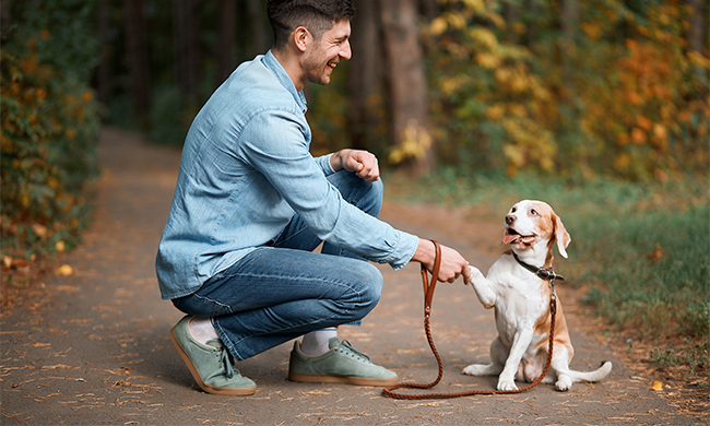 4 Tips to Train Your Pet - Motherhood Defined
